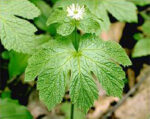 Goldenseal - Dr. Christopher Hobbs, Ph.D.